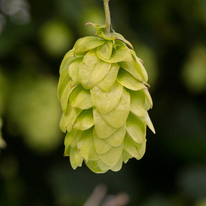 Other English Hop Varieties – English Hops