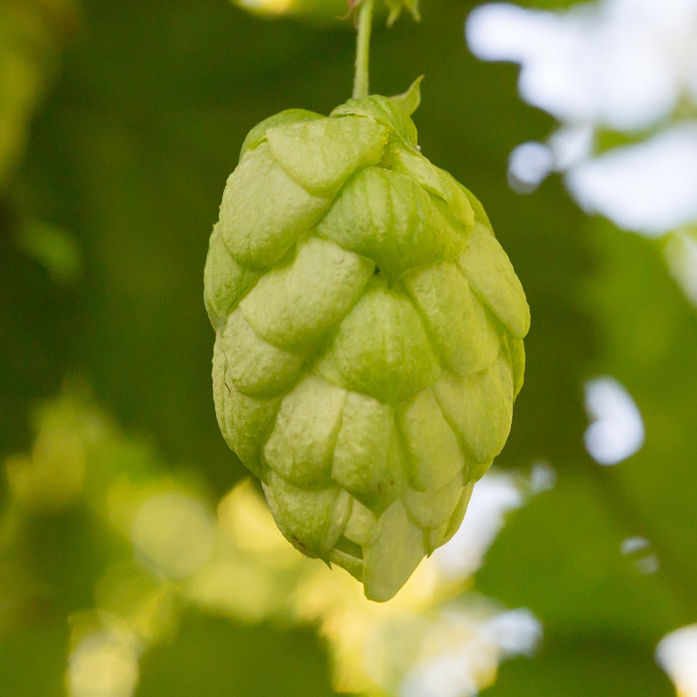 Collections – English Hops