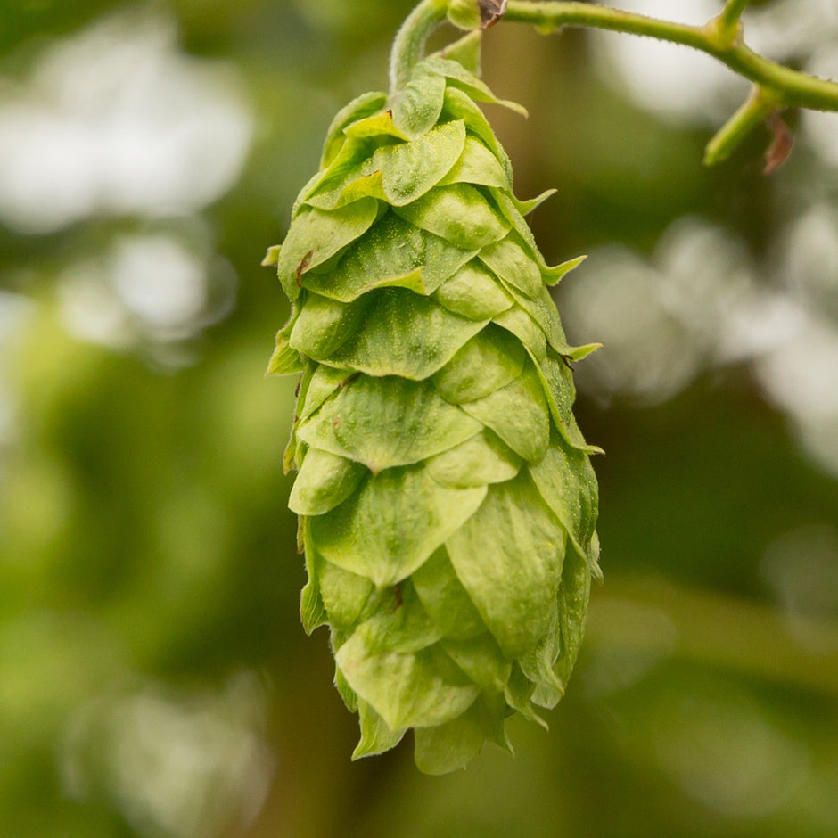 English Hops - High Quality Hop Pellets and Fresh British Hops