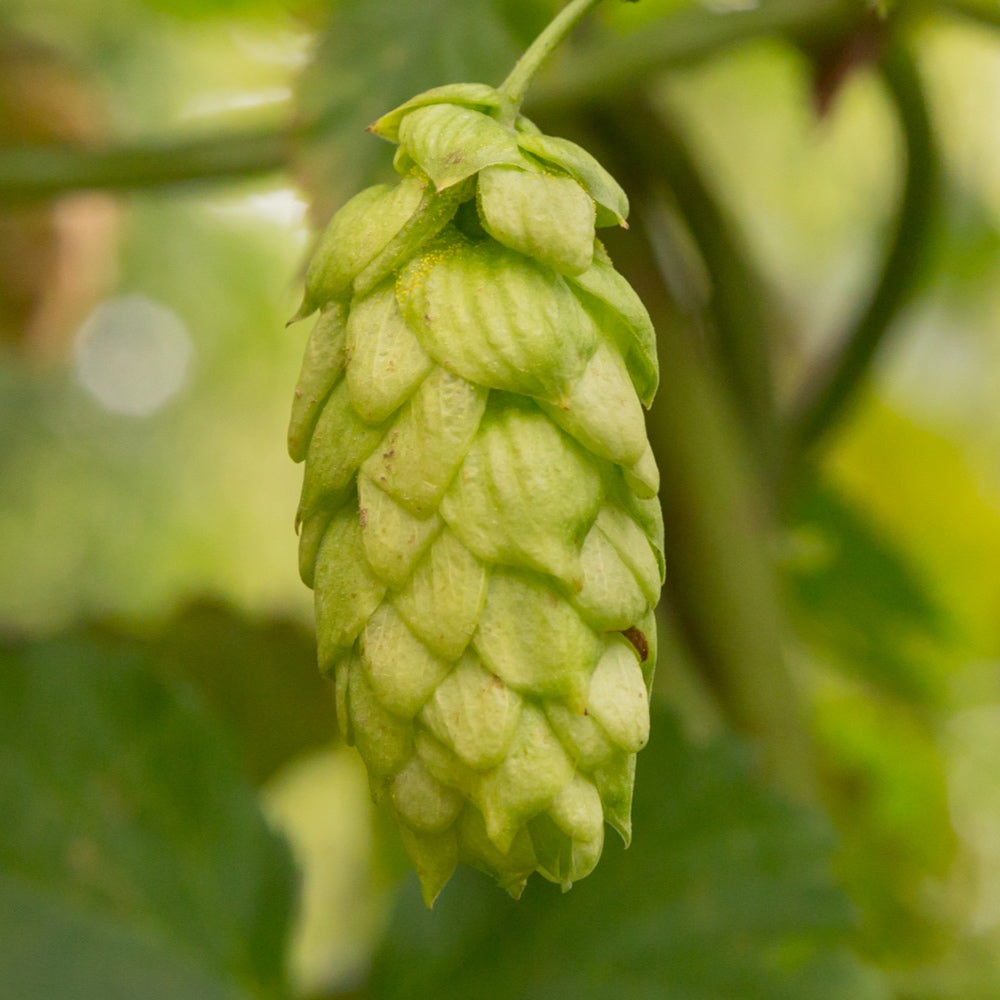 Other English Hop Varieties – English Hops